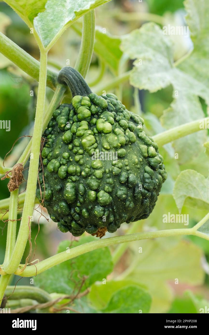 Field Pumpkin Gremlin, Cucurbita pepo gremlins mixed, small to medium ...