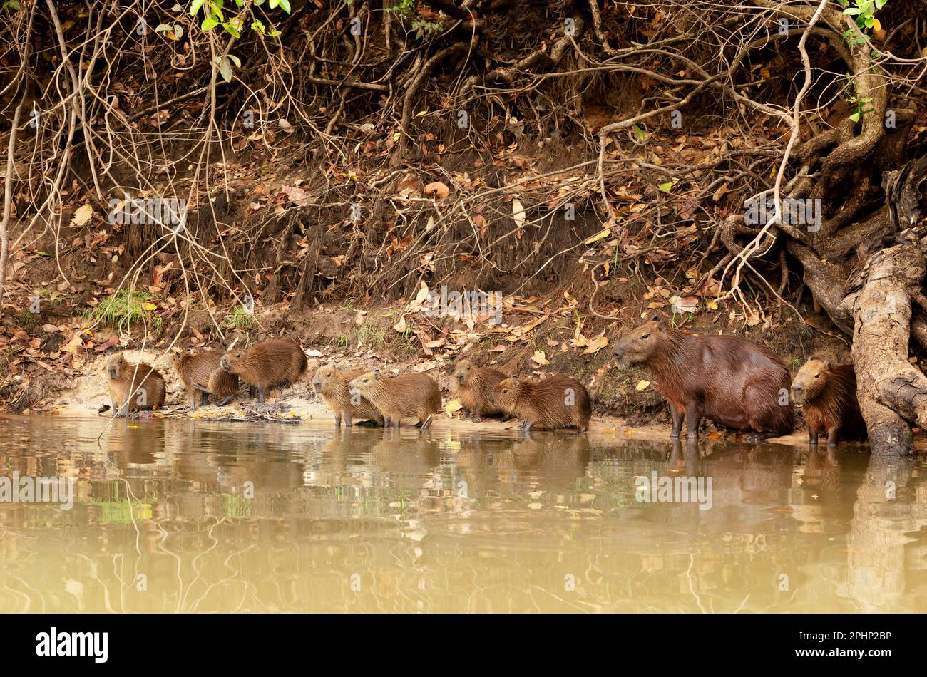 Group of Capybaras on a river bank, North Pantanal, Brazil Stock Photo ...