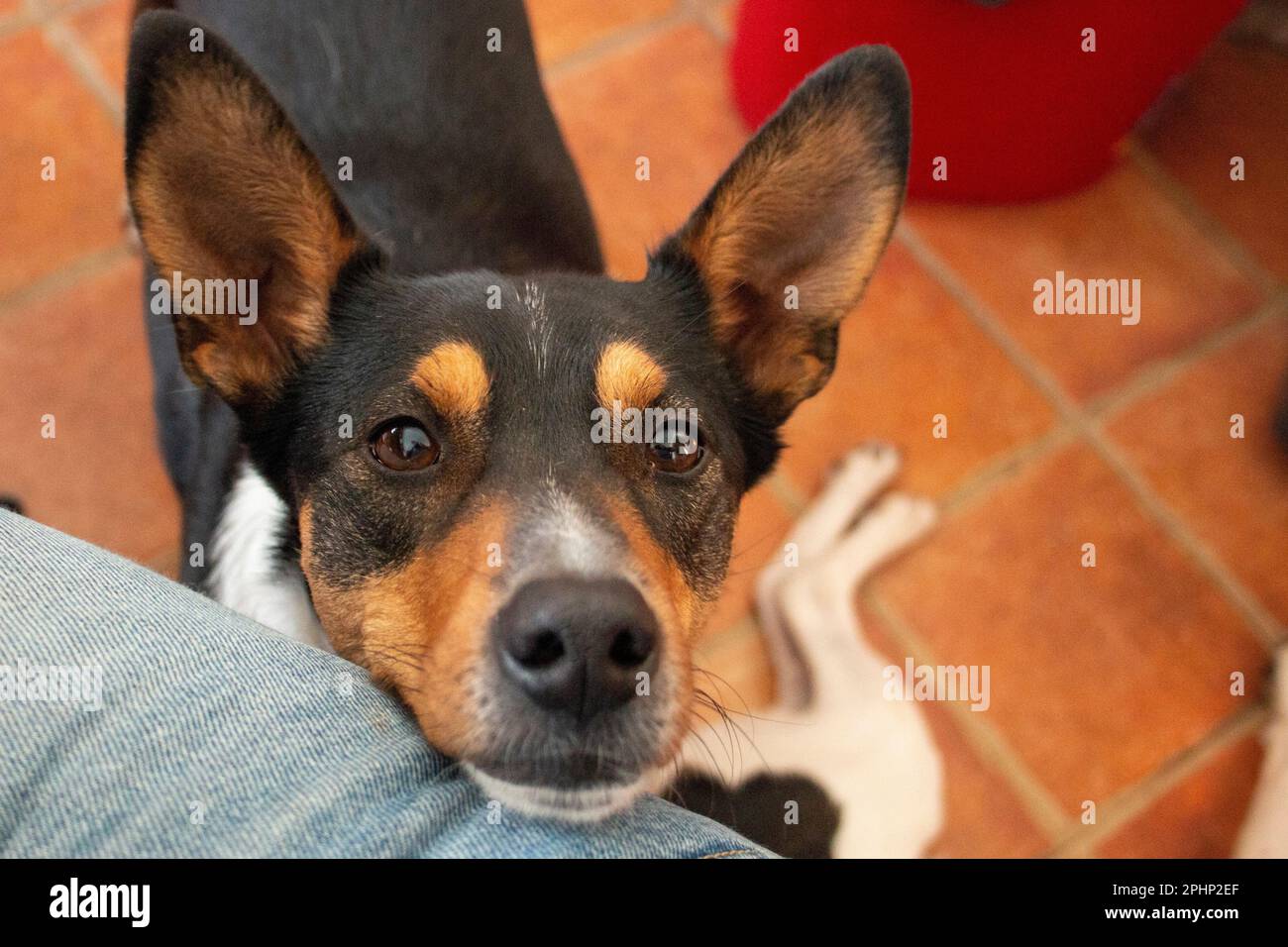 multi colored dog look, looking at camera Stock Photo - Alamy