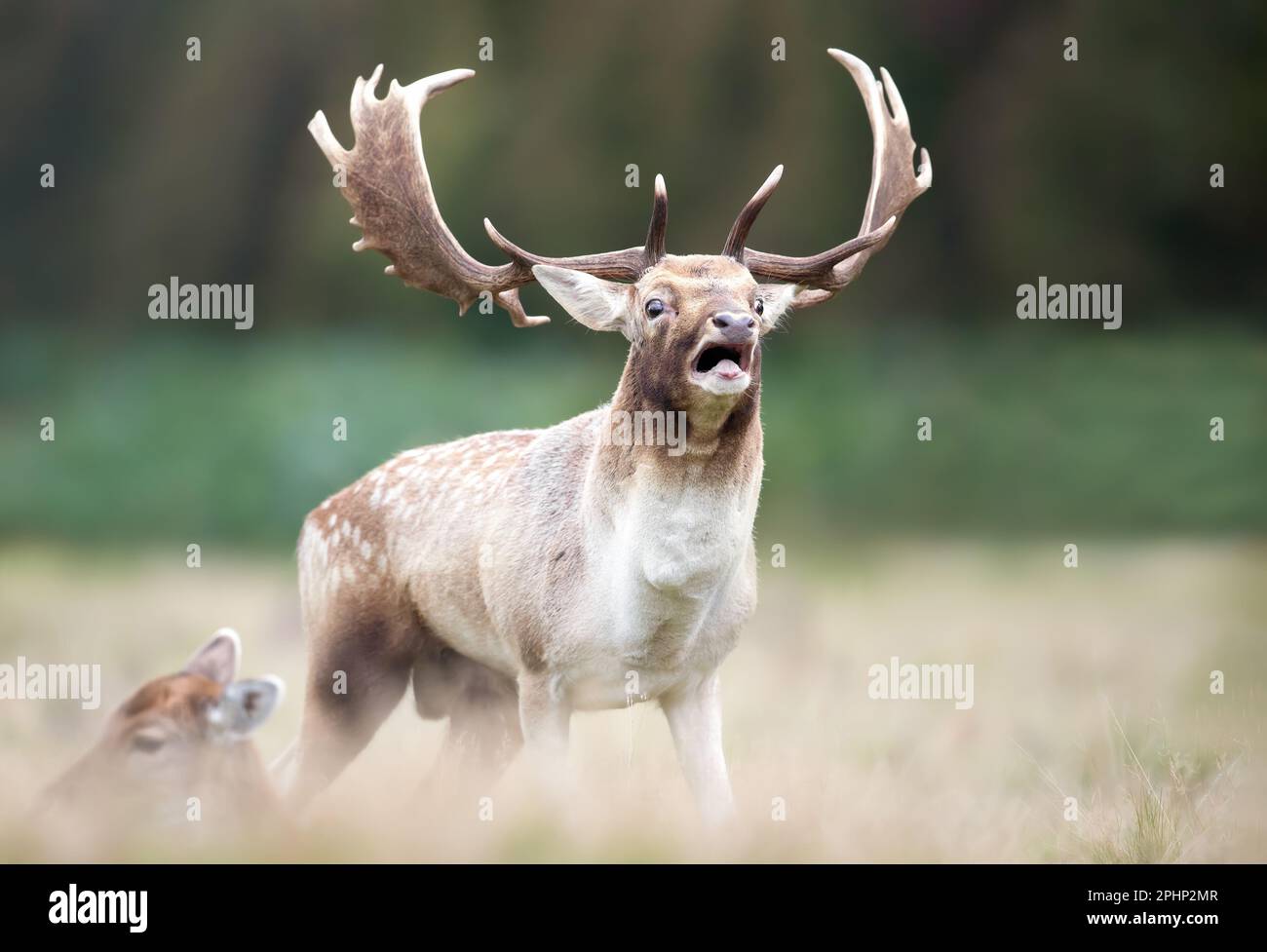 Fallow deer stag calling during the rut in autumn, UK Stock Photo - Alamy