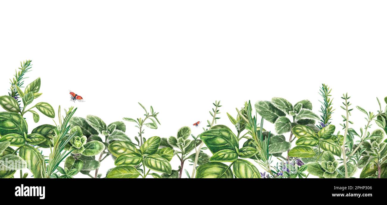 Banner made of fresh Provencal herbs. Seamless horizontal background ...