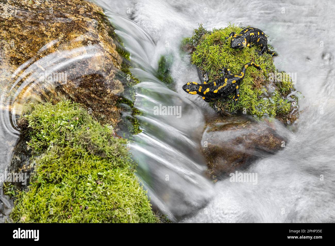 Waterfall fire salamander salamandra hi-res stock photography and ...