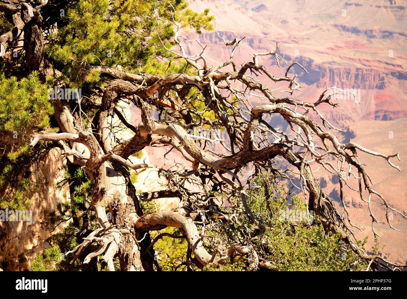 Late afternoon in the Grand Canyon Arizona with a brave pinon pine tree ...