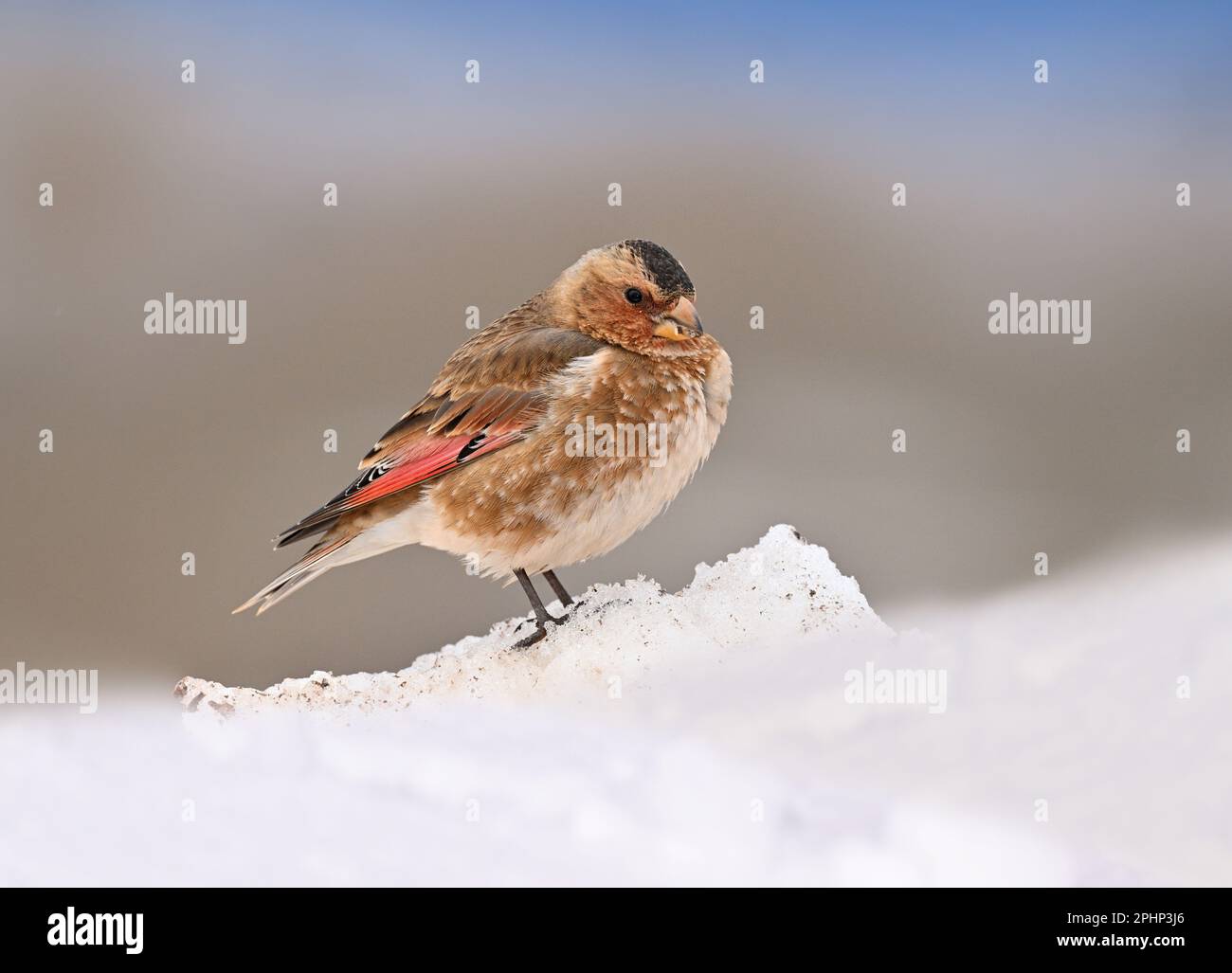 African Crimson-winged Finch - Rhodopechys alienus Stock Photo - Alamy