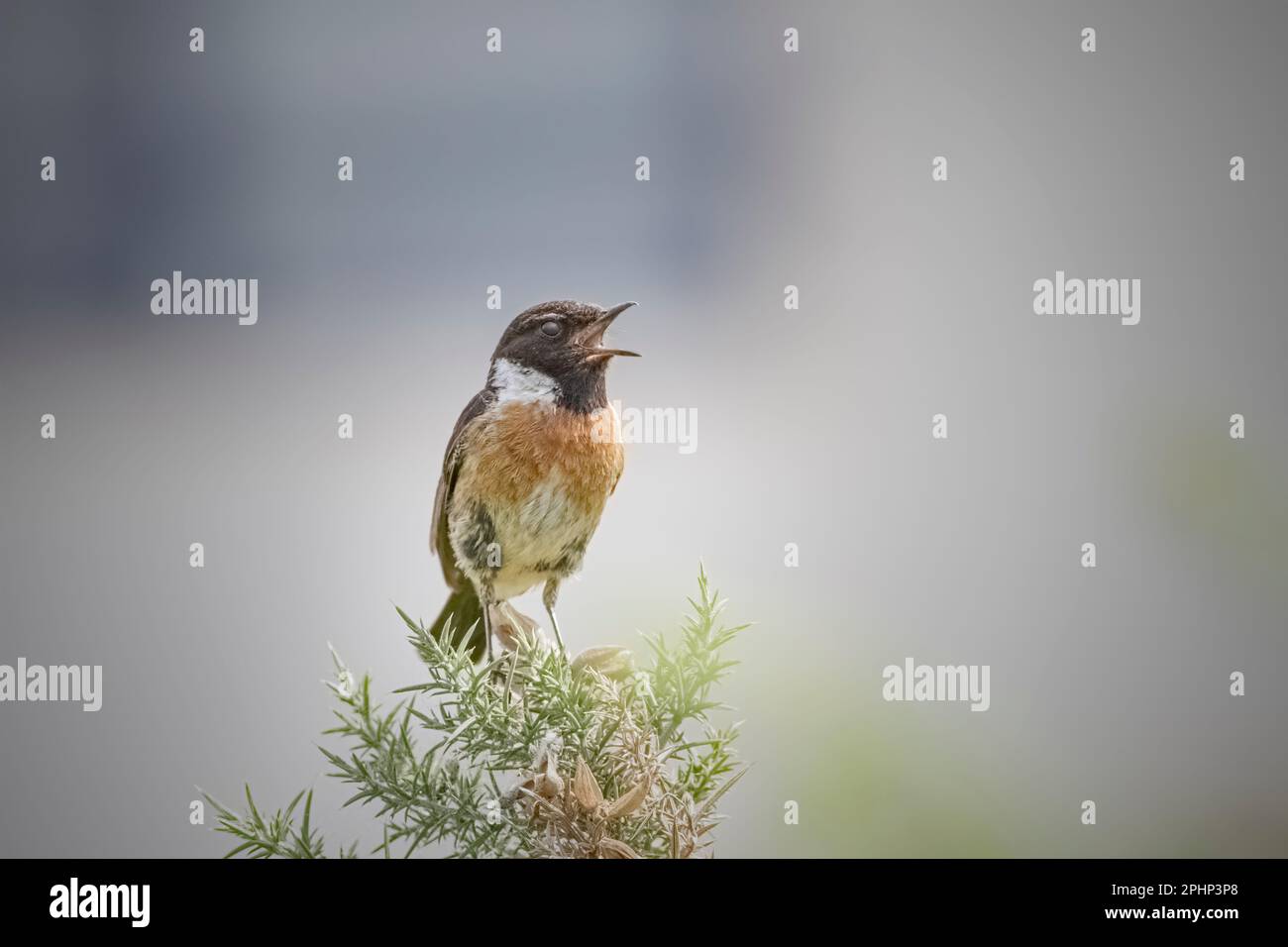 Beautiful singing stonechat from a northern portuguese meadow Stock ...