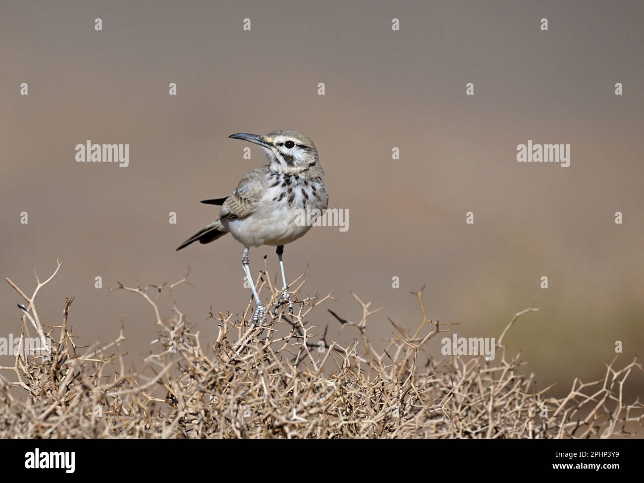 Greater Hoopoe-lark - Alaemon alaudipes Stock Photo - Alamy