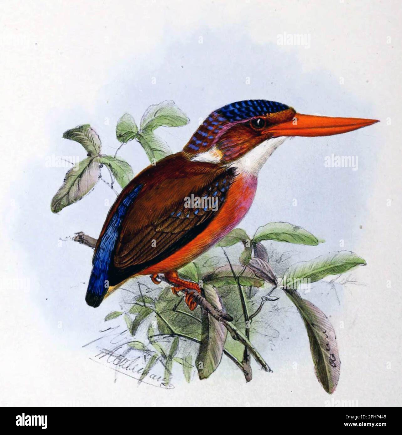 Sangirensis hi-res stock photography and images - Alamy