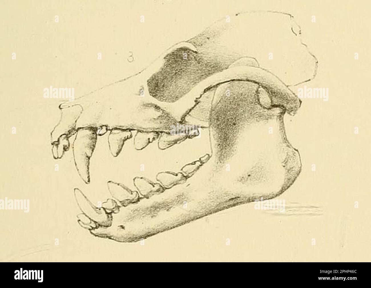 Illustration of the skull of the Vanikoro flying fox, Pteropus ...