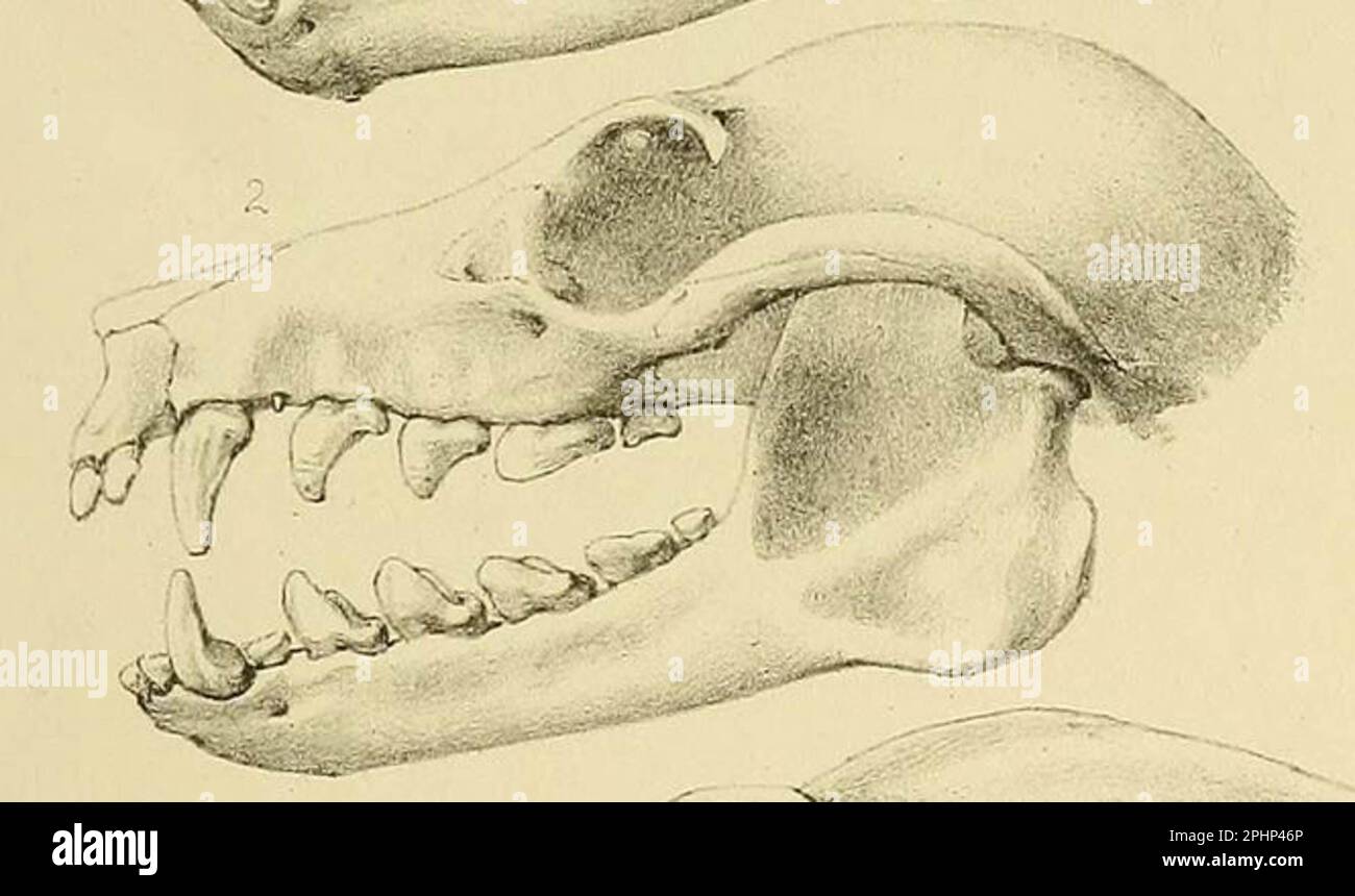 New caledonia flying fox hi-res stock photography and images - Alamy