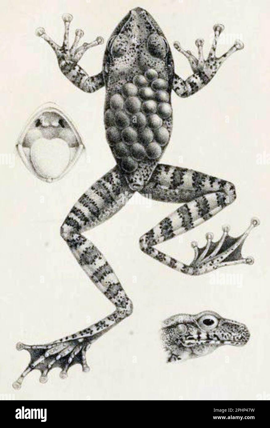 Stefania evansi hi-res stock photography and images - Alamy