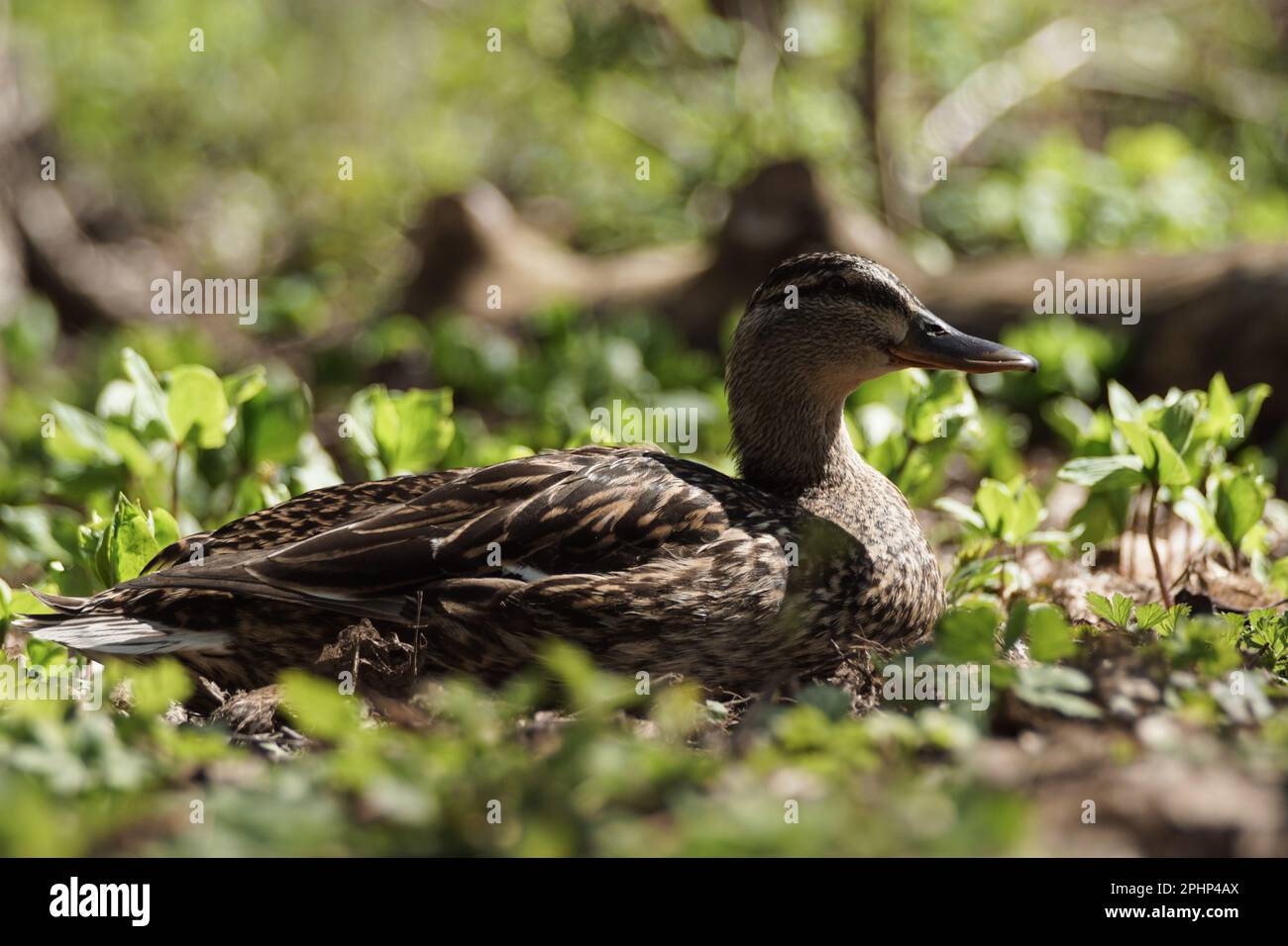 A close-up of a duck on field Stock Photo - Alamy
