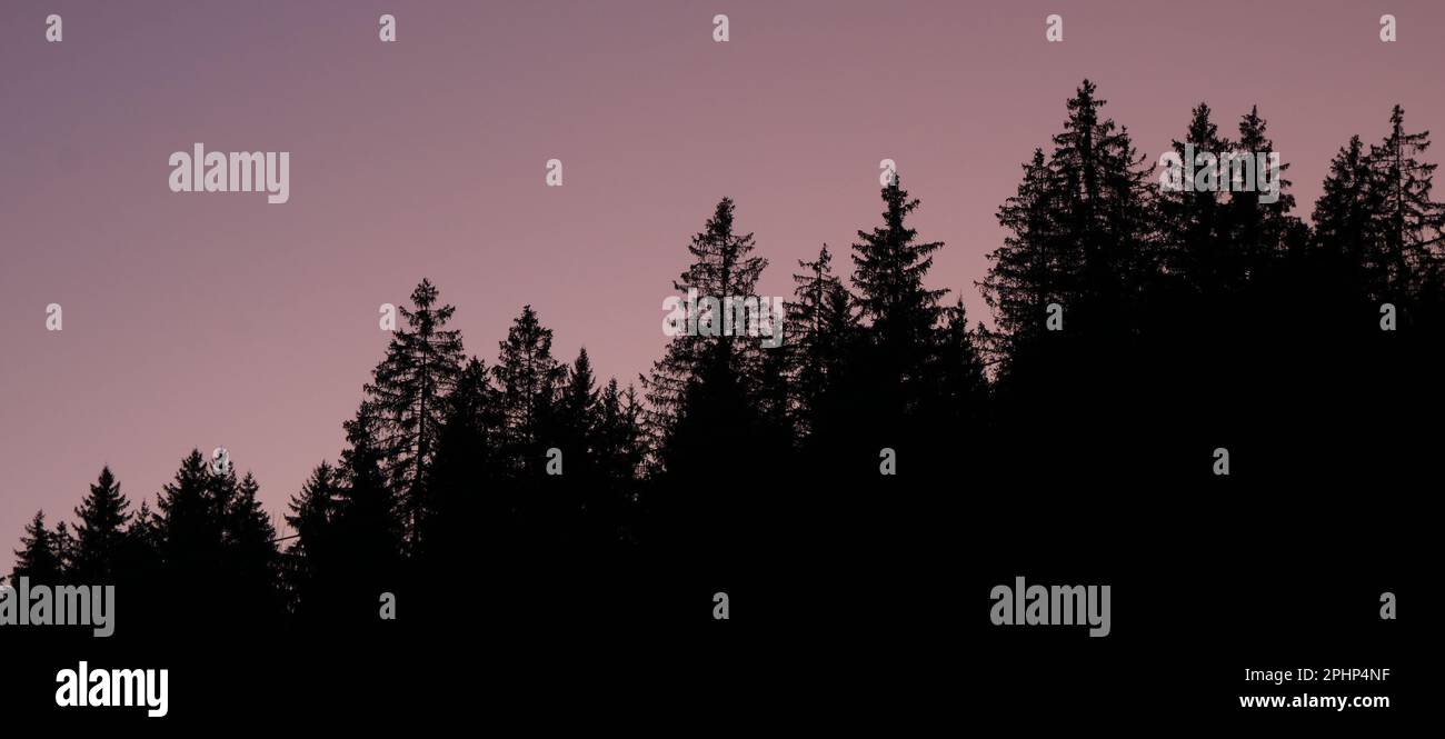 Tree tops at sunset hi-res stock photography and images - Alamy