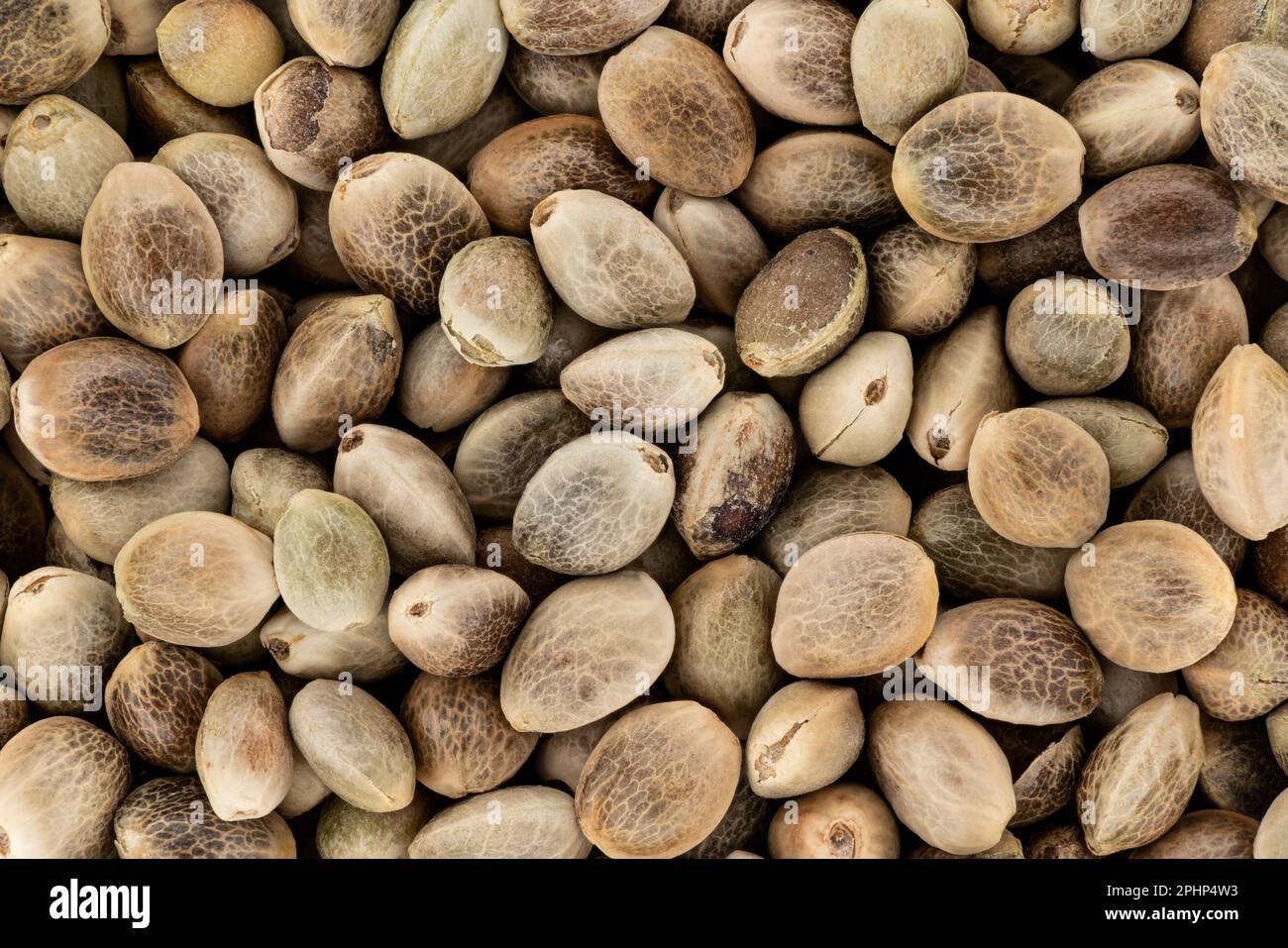 Heap of unpeeled cannabis seeds, view from above, closeup microscope ...