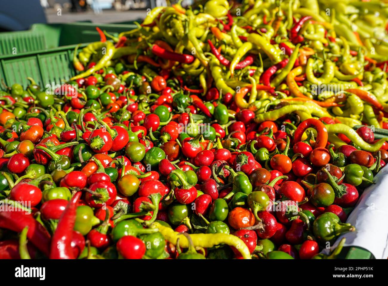 Sun shines over green and red hot cherry chili peppers displayed at ...