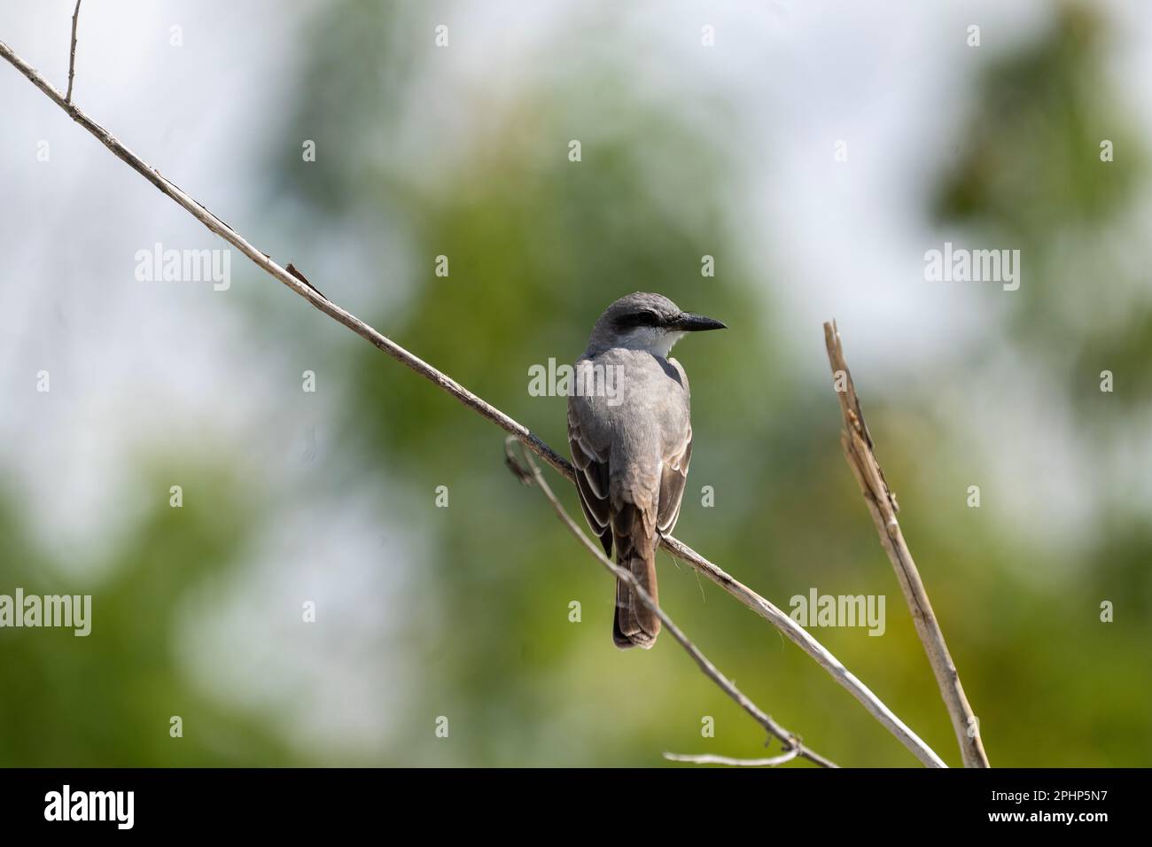 Grey kingbird hi-res stock photography and images - Alamy