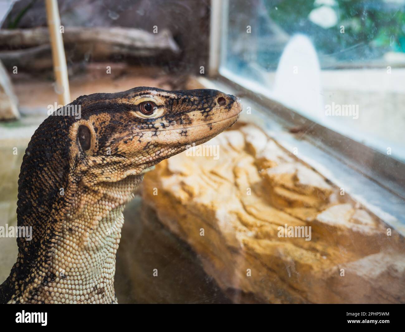 Giant lizards giant hi-res stock photography and images - Alamy