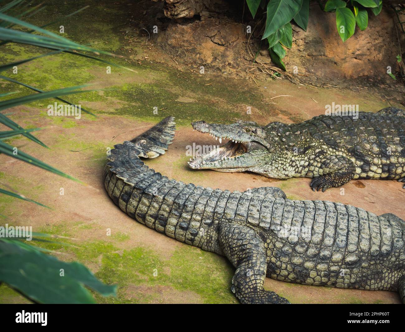 Crocodiles in the farm of crocodiles at Pierrelatte in the department ...