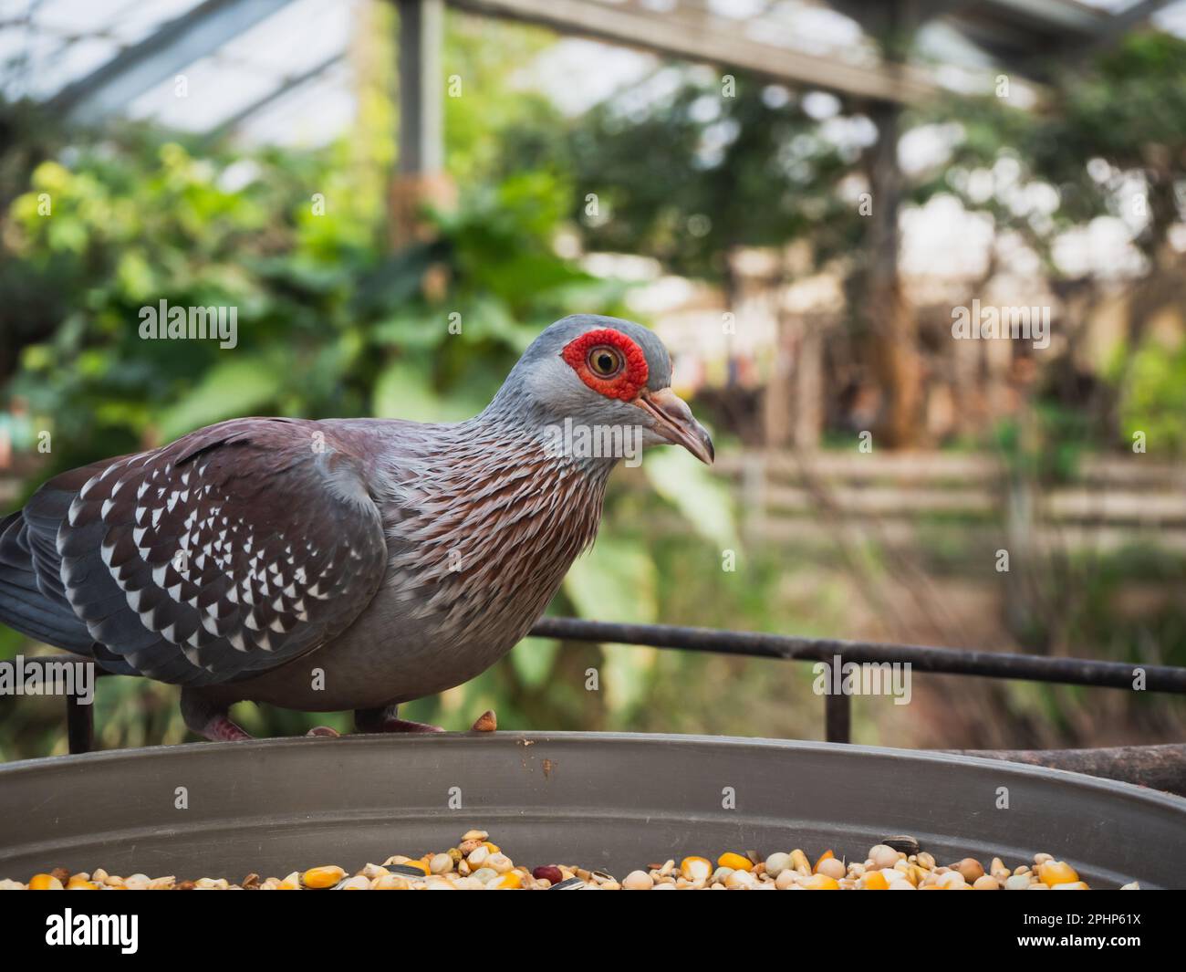 Speckled Pigeon (Columba Guinea) perched on a branch - a species of ...