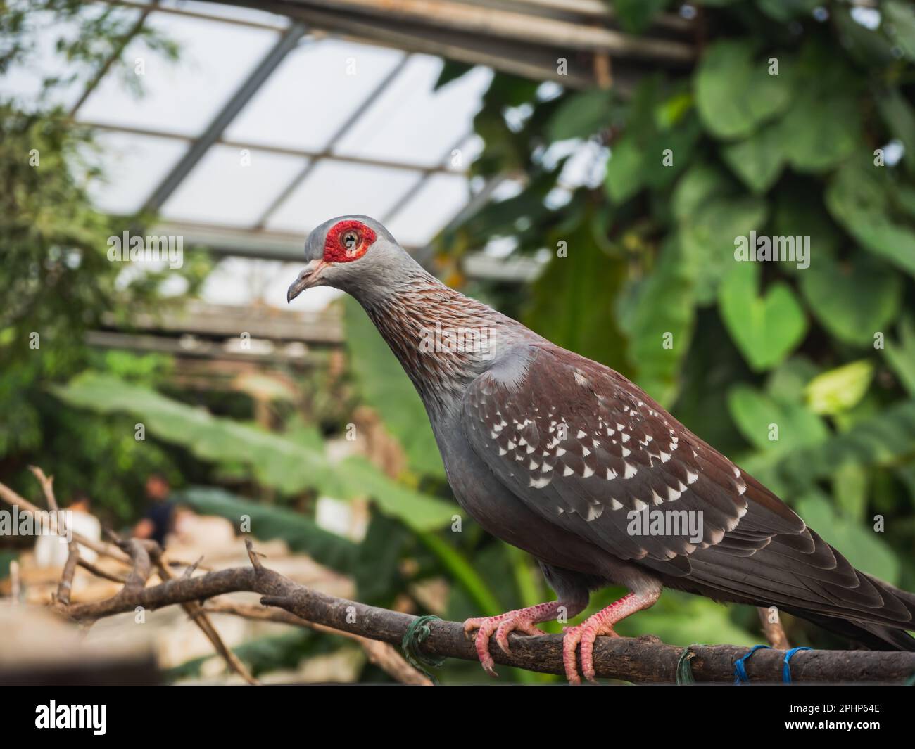 Speckled Pigeon (Columba Guinea) perched on a branch - a species of ...