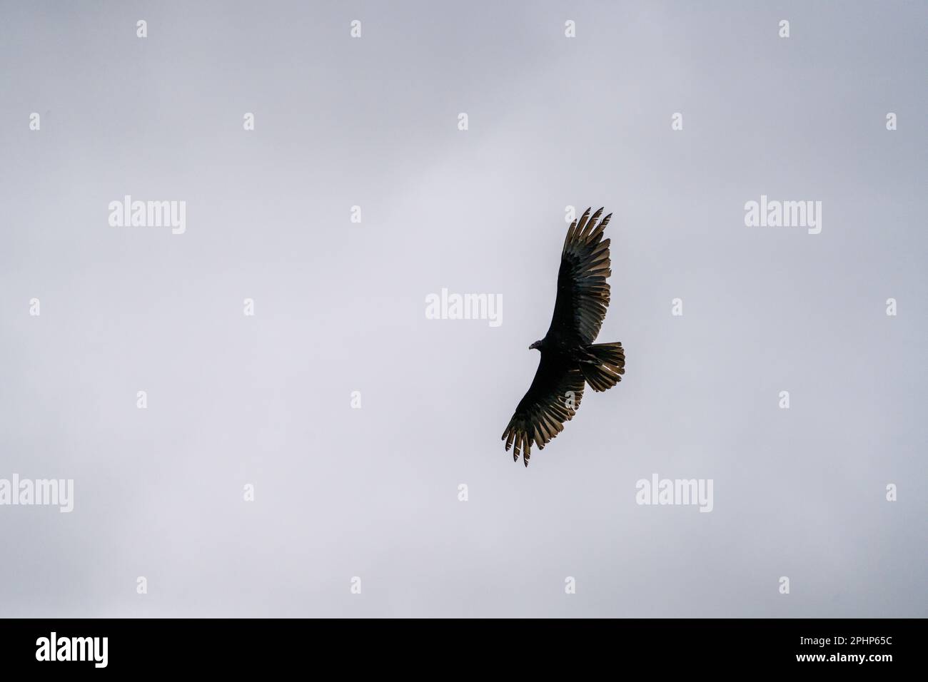 Turkey Vulture flying Stock Photo - Alamy