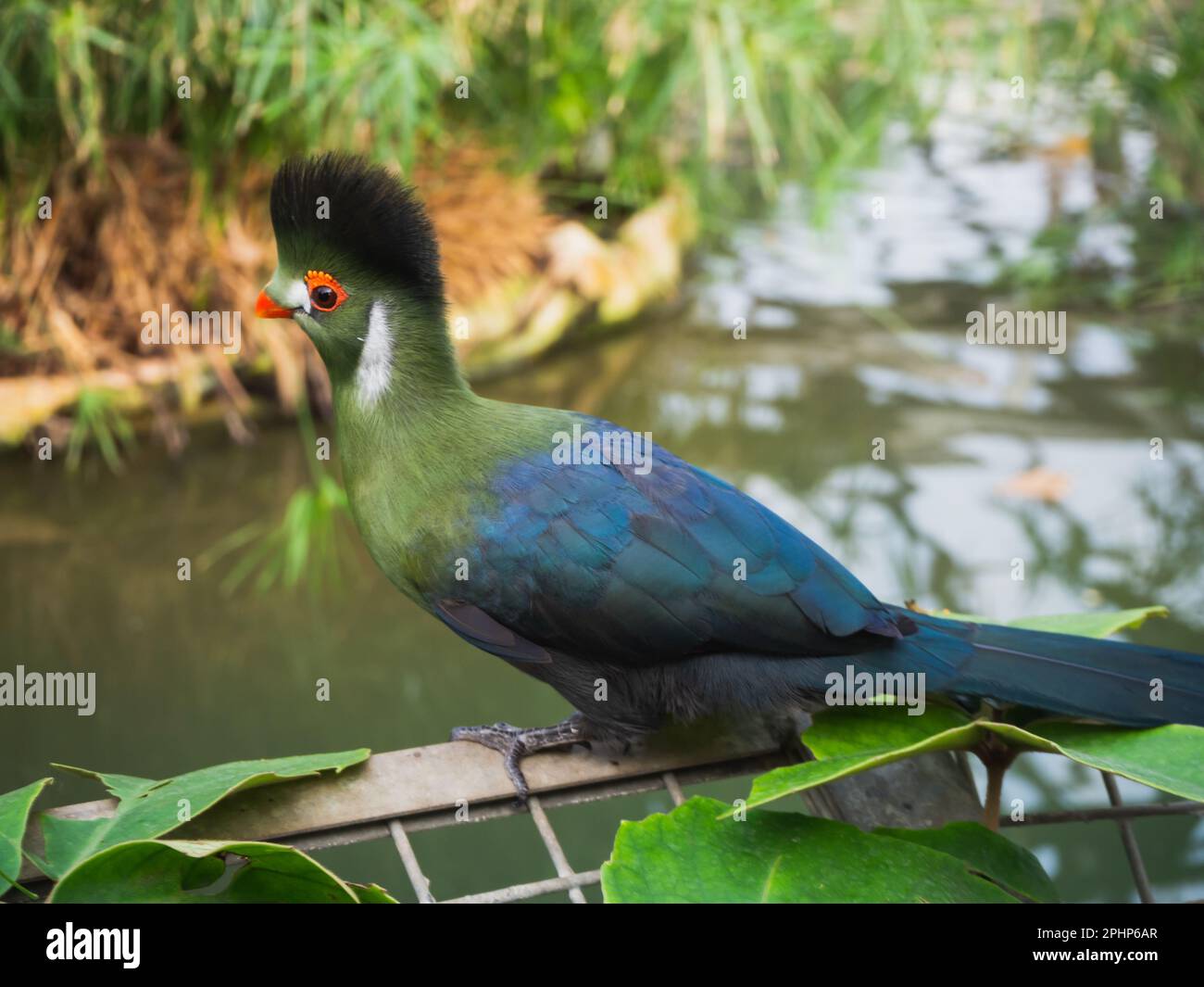 Portrait of African colorful bird, Knysna Turaco, Tauraco corythaix ...
