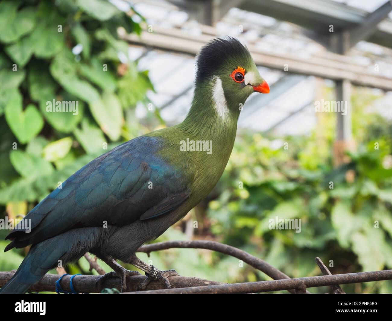 Portrait of African colorful bird, Knysna Turaco, Tauraco corythaix ...