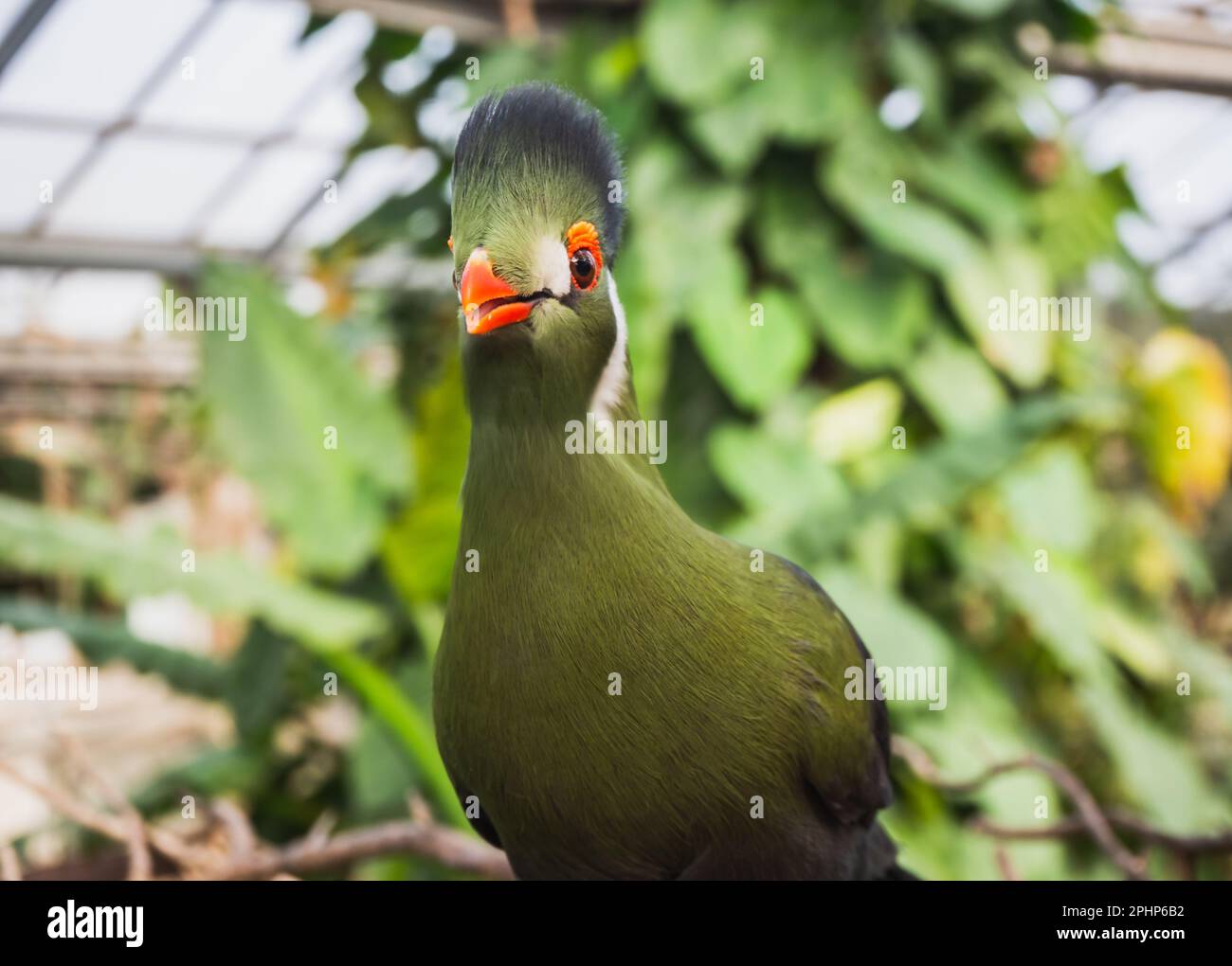 Portrait of African colorful bird, Knysna Turaco, Tauraco corythaix ...