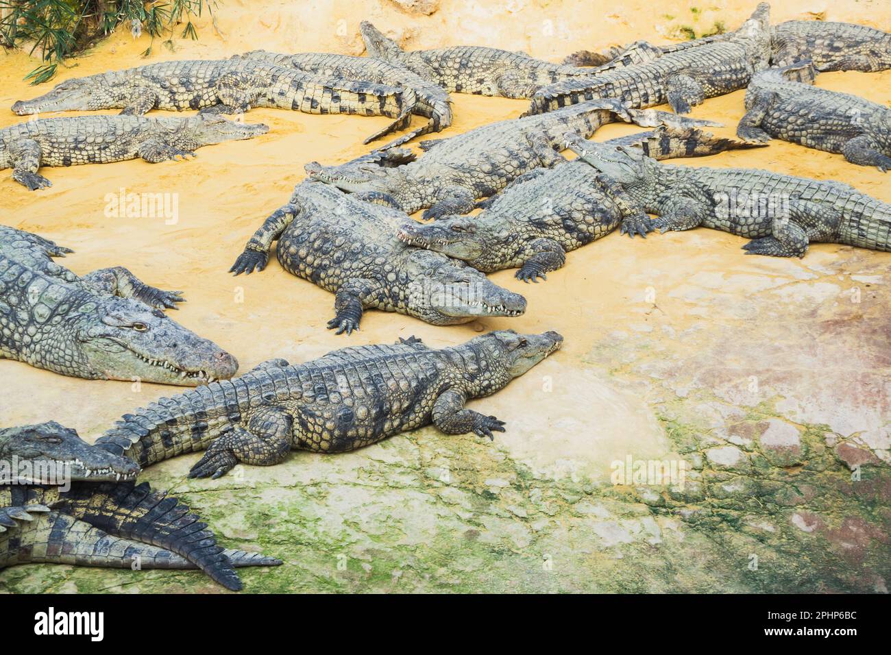 Crocodiles in the farm of crocodiles at Pierrelatte in the department ...