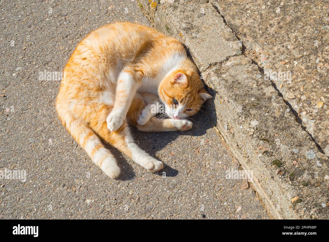 Tabby and white cat lying sunbathing Stock Photo - Alamy