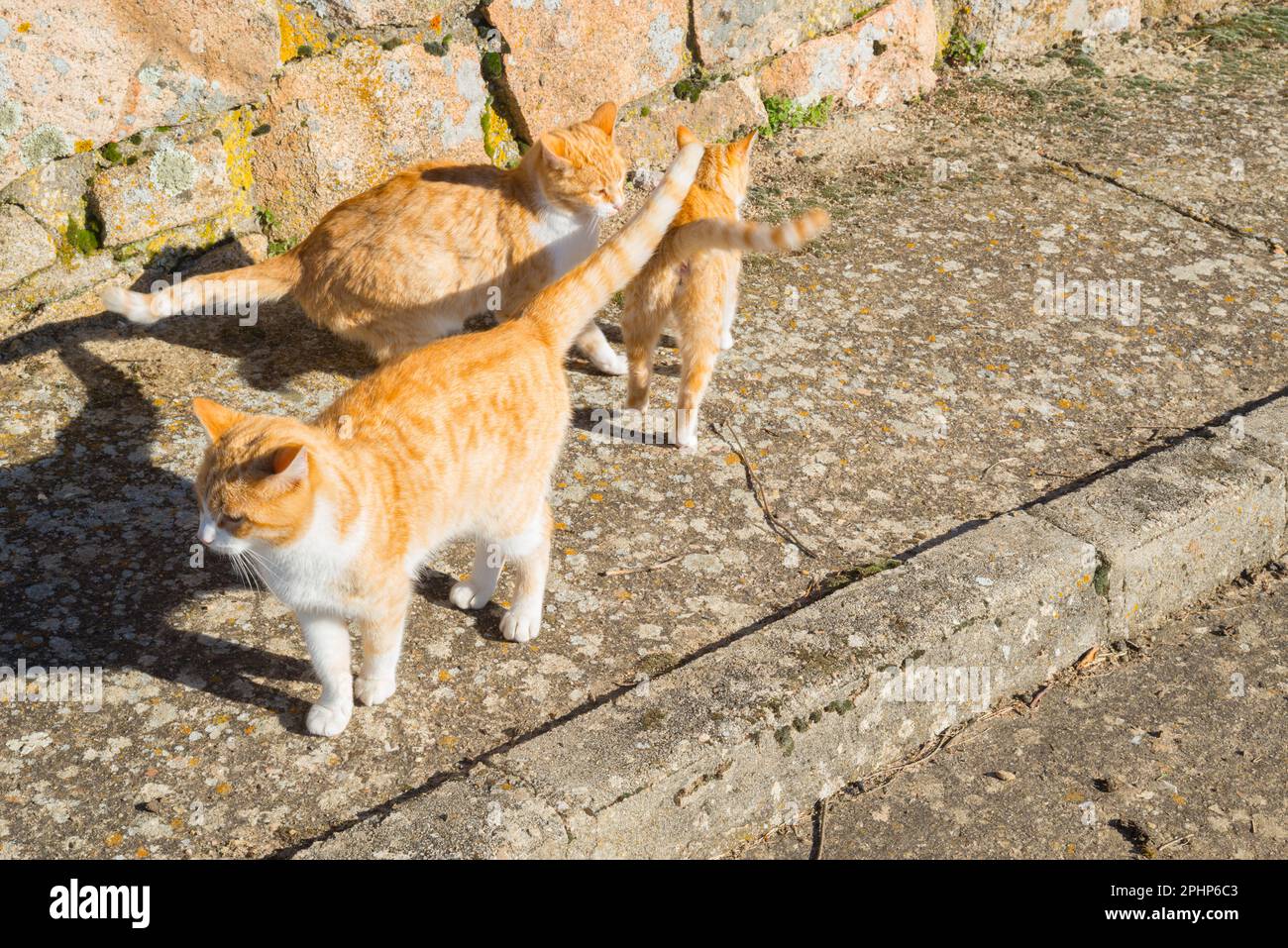 Three tabby and white cats Stock Photo - Alamy