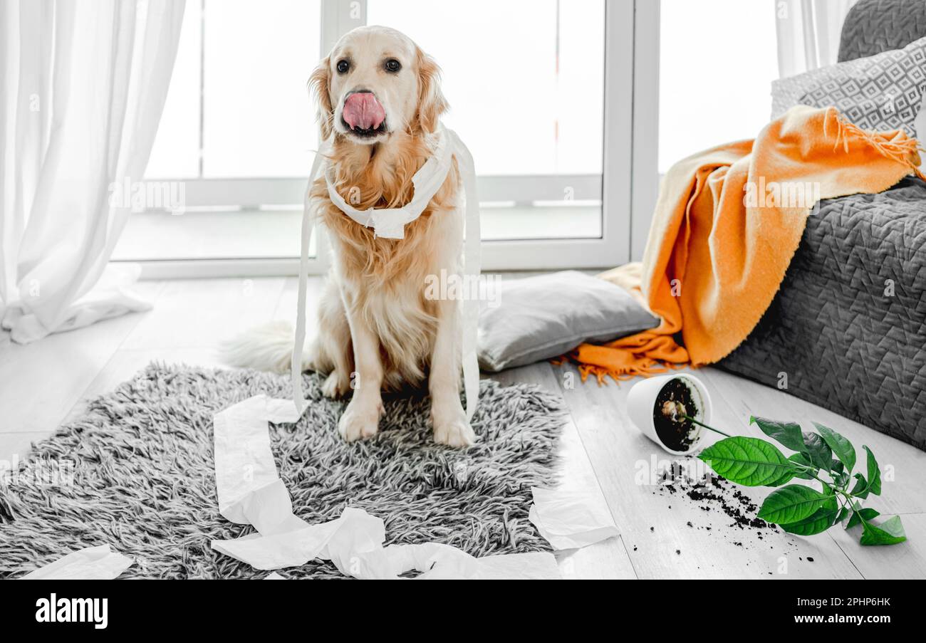 Golden retriever dog playing with toilet paper in living room and ...