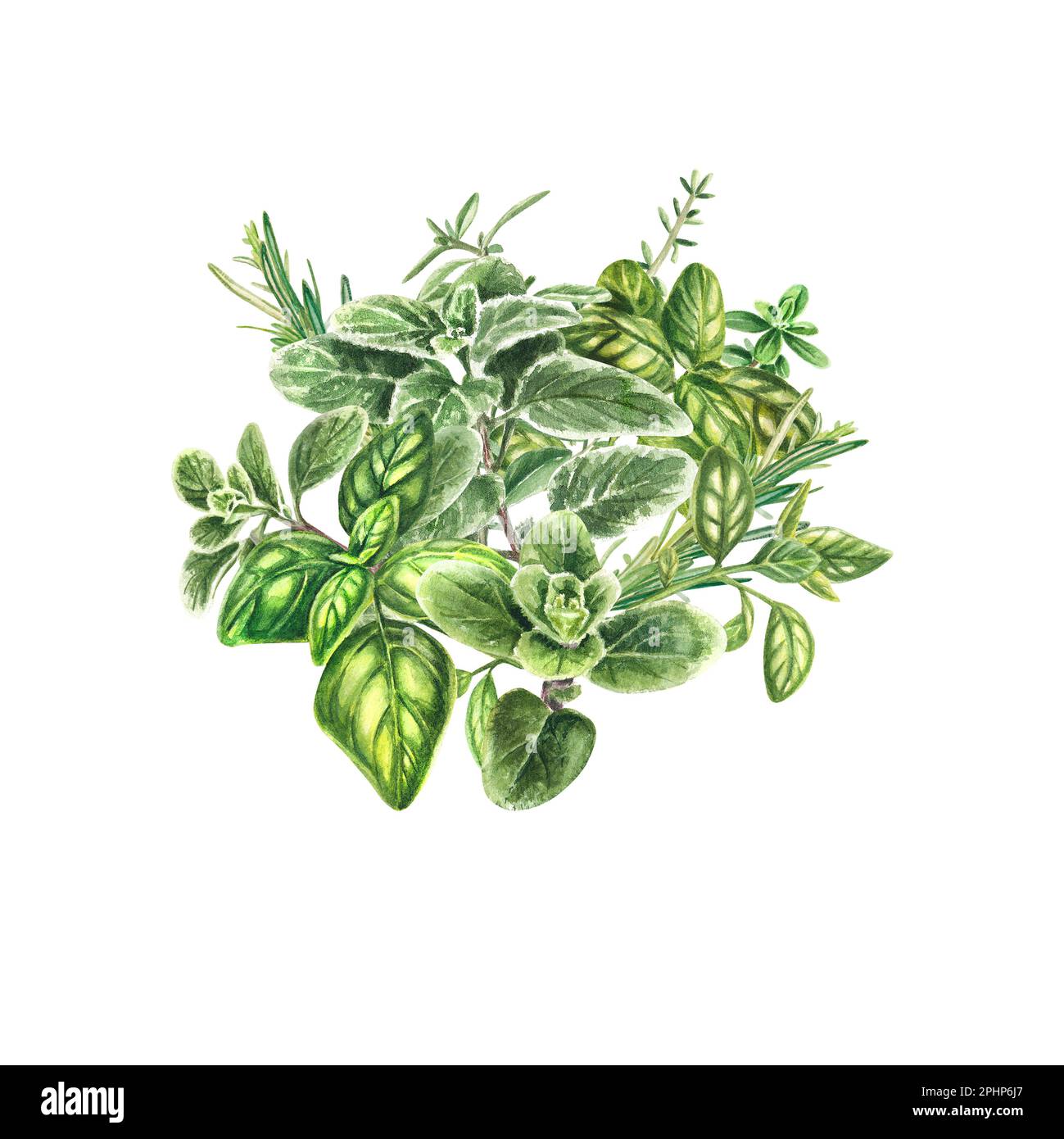 Basil pesto flower hi-res stock photography and images - Alamy