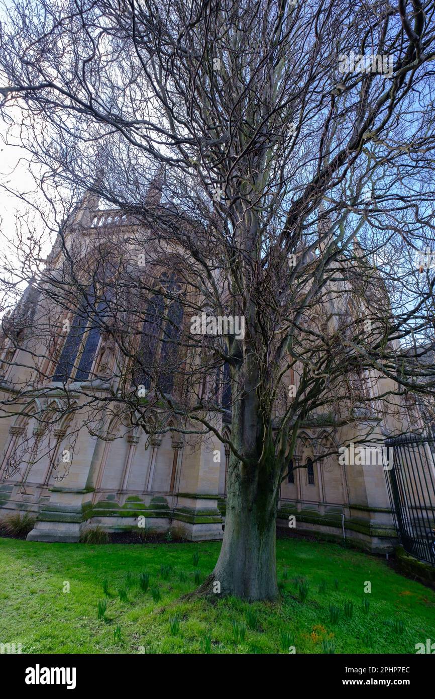 Beautiful deciduous tree in the yard of a University building in ...