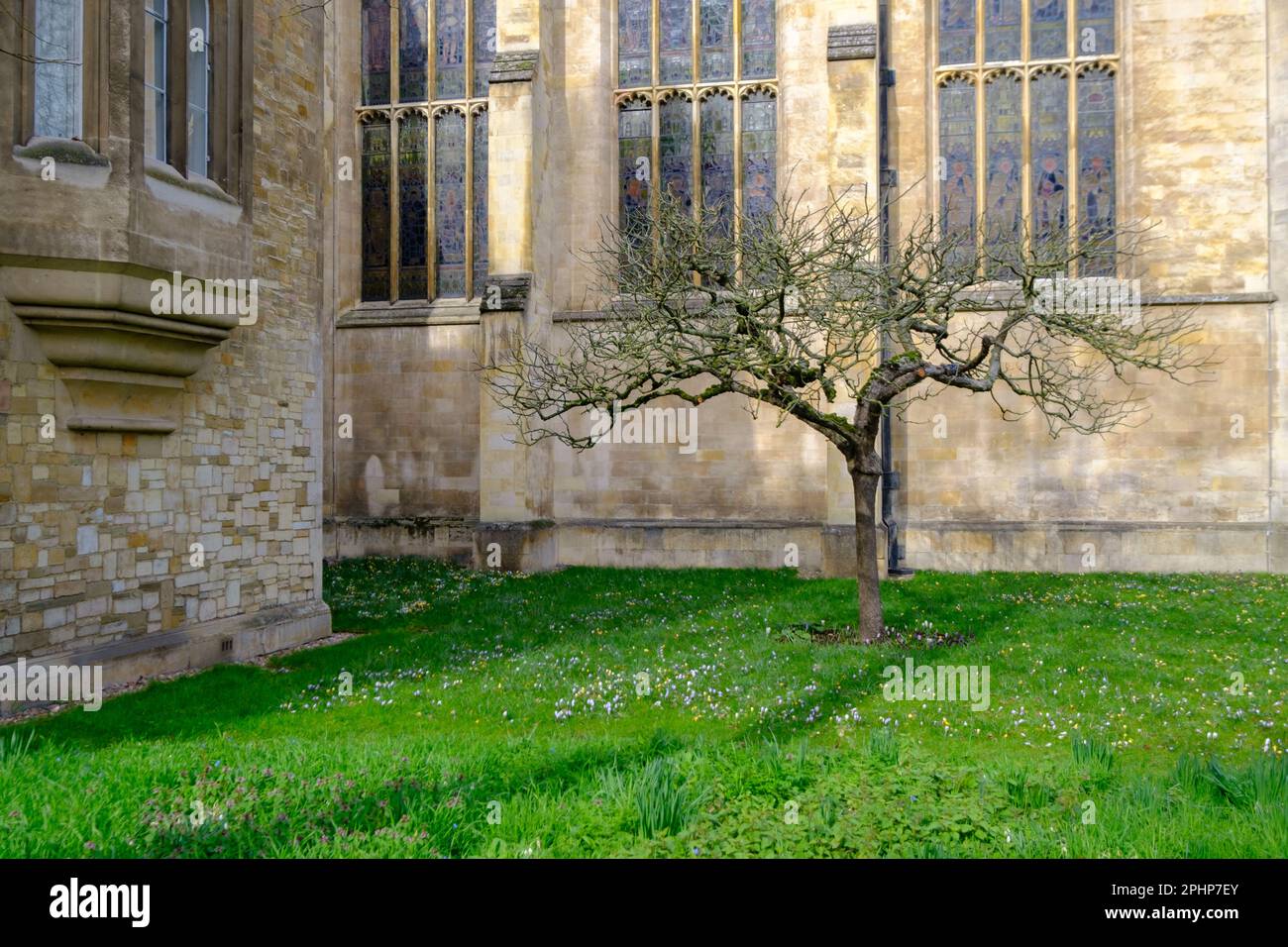Beautiful deciduous tree in the yard of a University building in ...