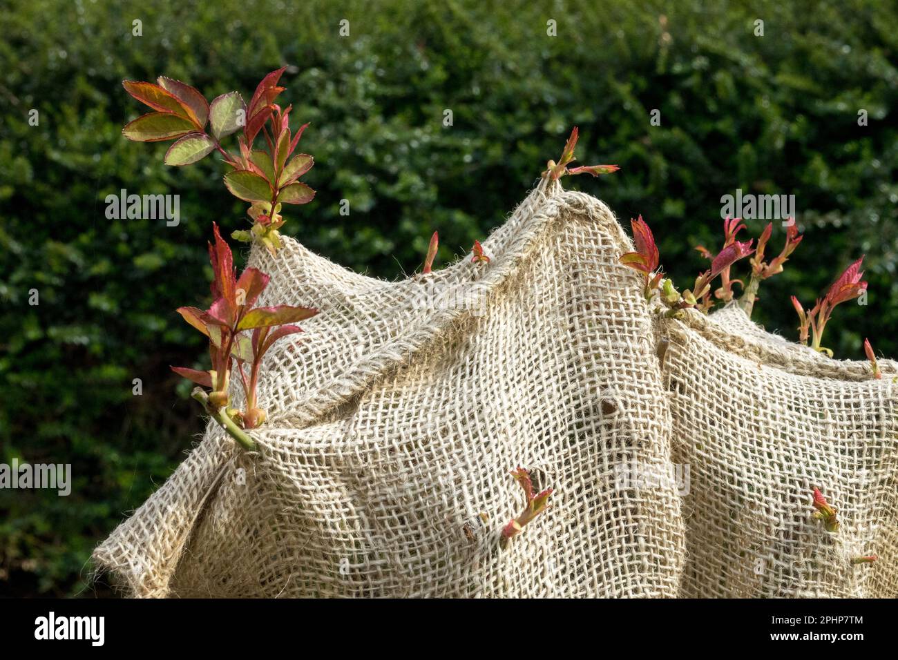 New rose shoots early spring hi-res stock photography and images - Alamy