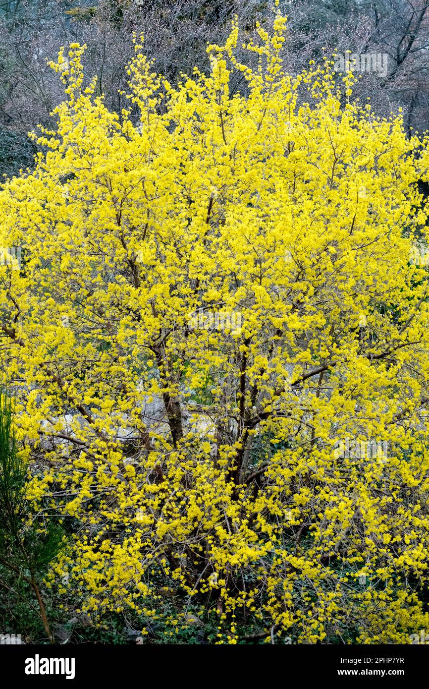 Cornelian Cherry, Cornus mas tree shape, Blooming, Dogwood, European ...