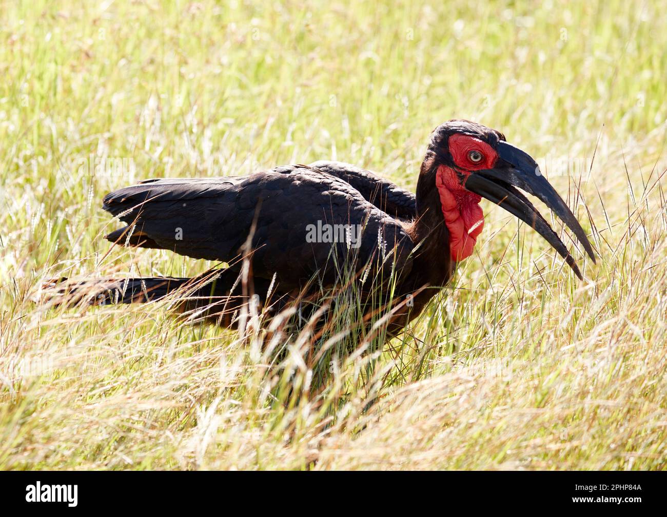 Southern Ground Hornbill Stock Photo - Alamy