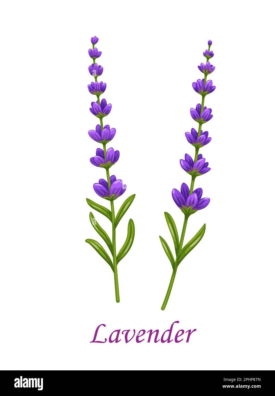 Lavender flower, isolated vector garden plant branch with violet ...