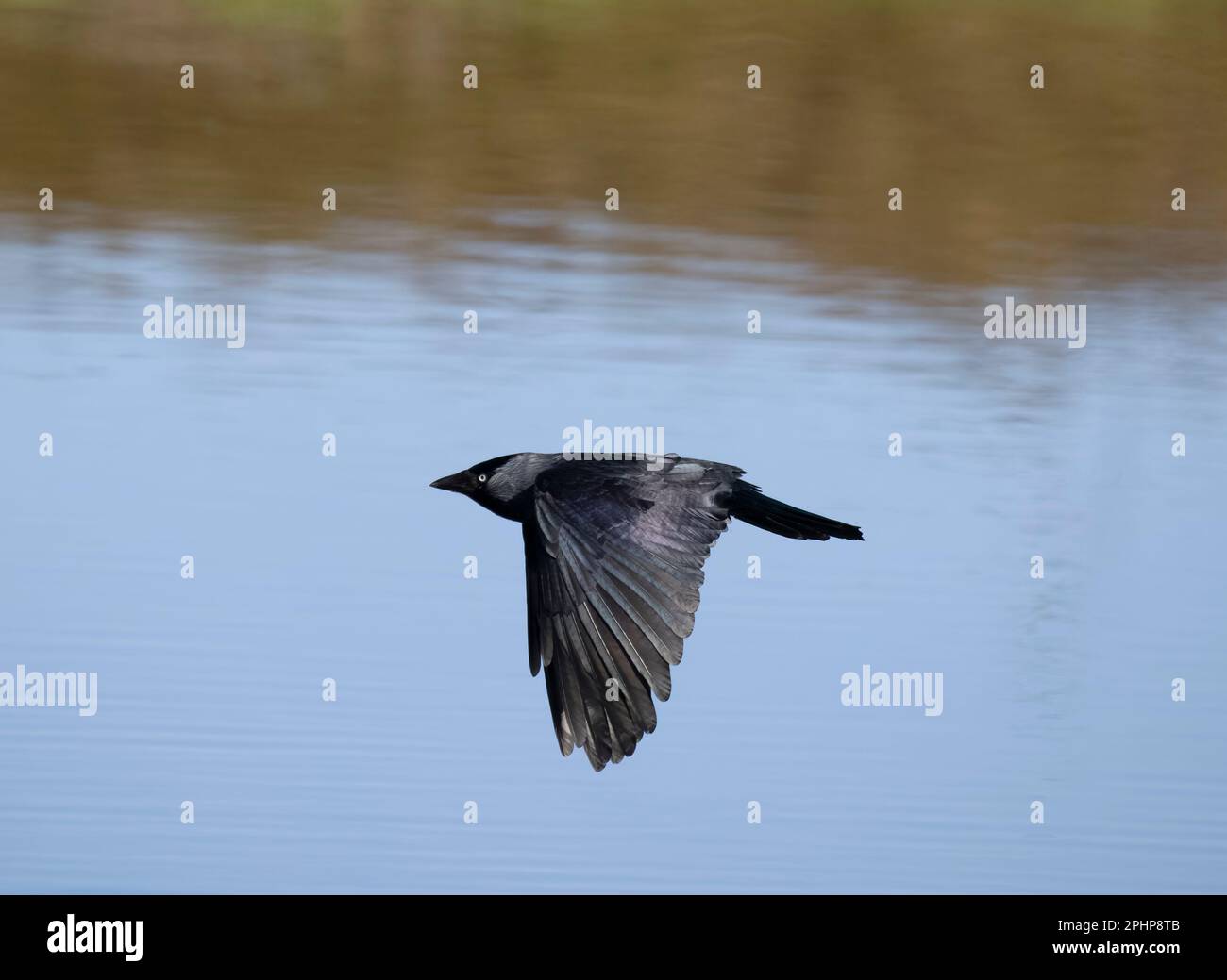 Jackdaw, Corvus monedula, single bird in flight, Gloucestershire, March ...