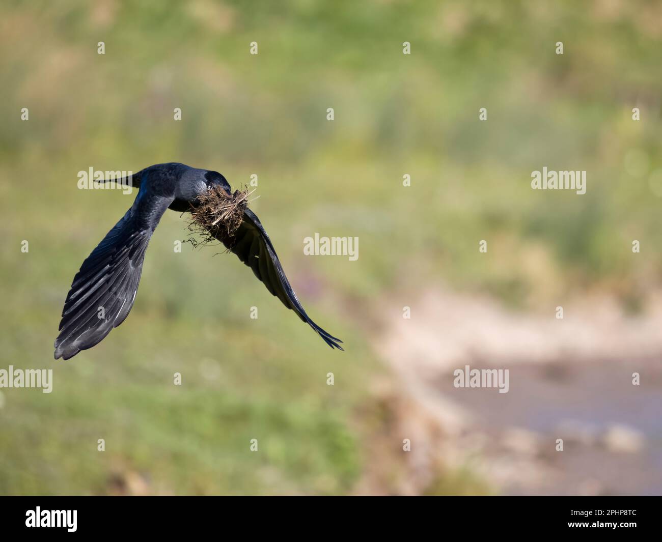 Jackdaw, Corvus monedula, single bird in flight with nest material ...