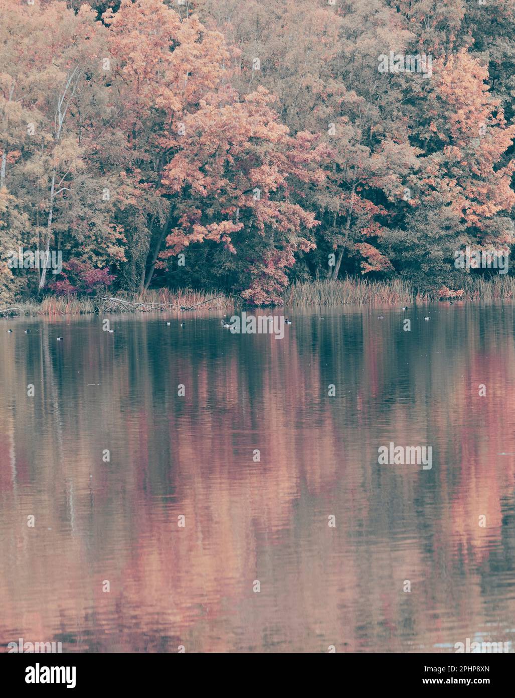 Virginia Water Lake, Windsor Great Park, Windsor, England, UK, GB Stock ...