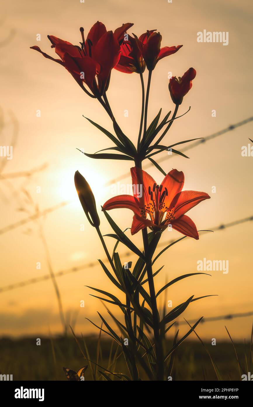 One stem of blooming orange tiger lilies along a fence in a summer ...