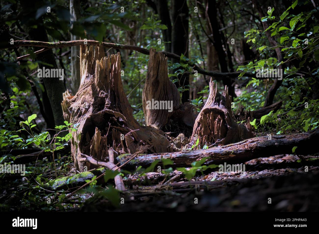 Beautiful green enchanted forest. Creepy figure in a forest Stock Photo ...