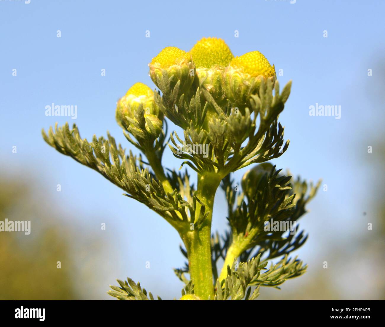 Fragrant chamomile (Matricaria discoidea) grows in the wild Stock Photo ...