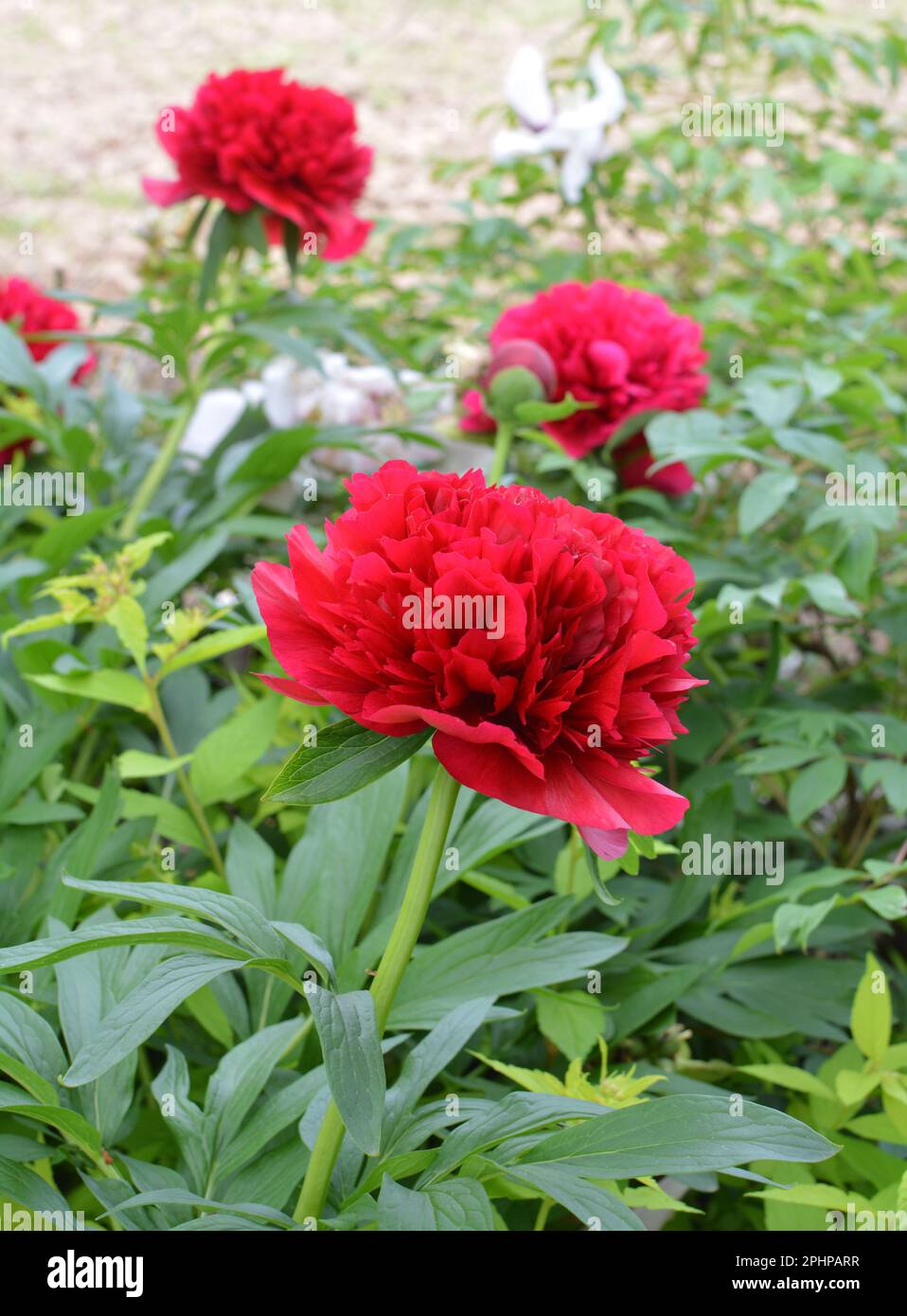In the garden on a flower bed peony blooms Stock Photo - Alamy