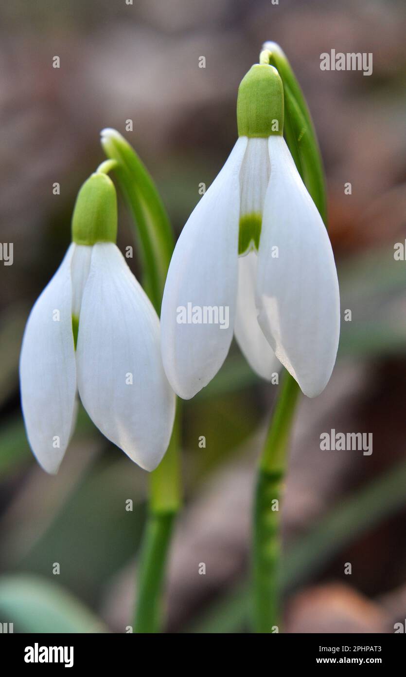 In the forest in the wild in spring snowdrops (Galanthus nivalis) bloom ...
