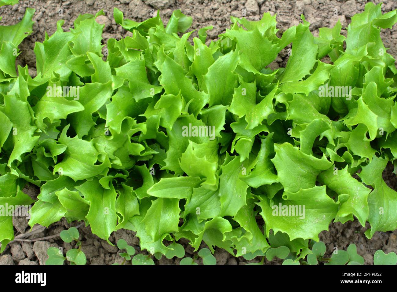 In the open organic ground grows lettuce (Lactuca sativa Stock Photo ...