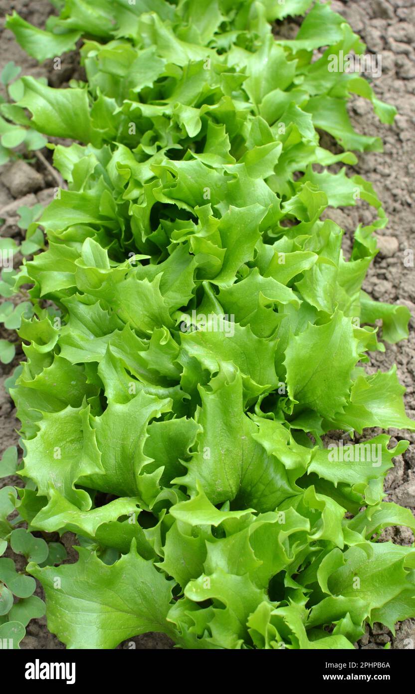 In the open organic ground grows lettuce (Lactuca sativa Stock Photo ...