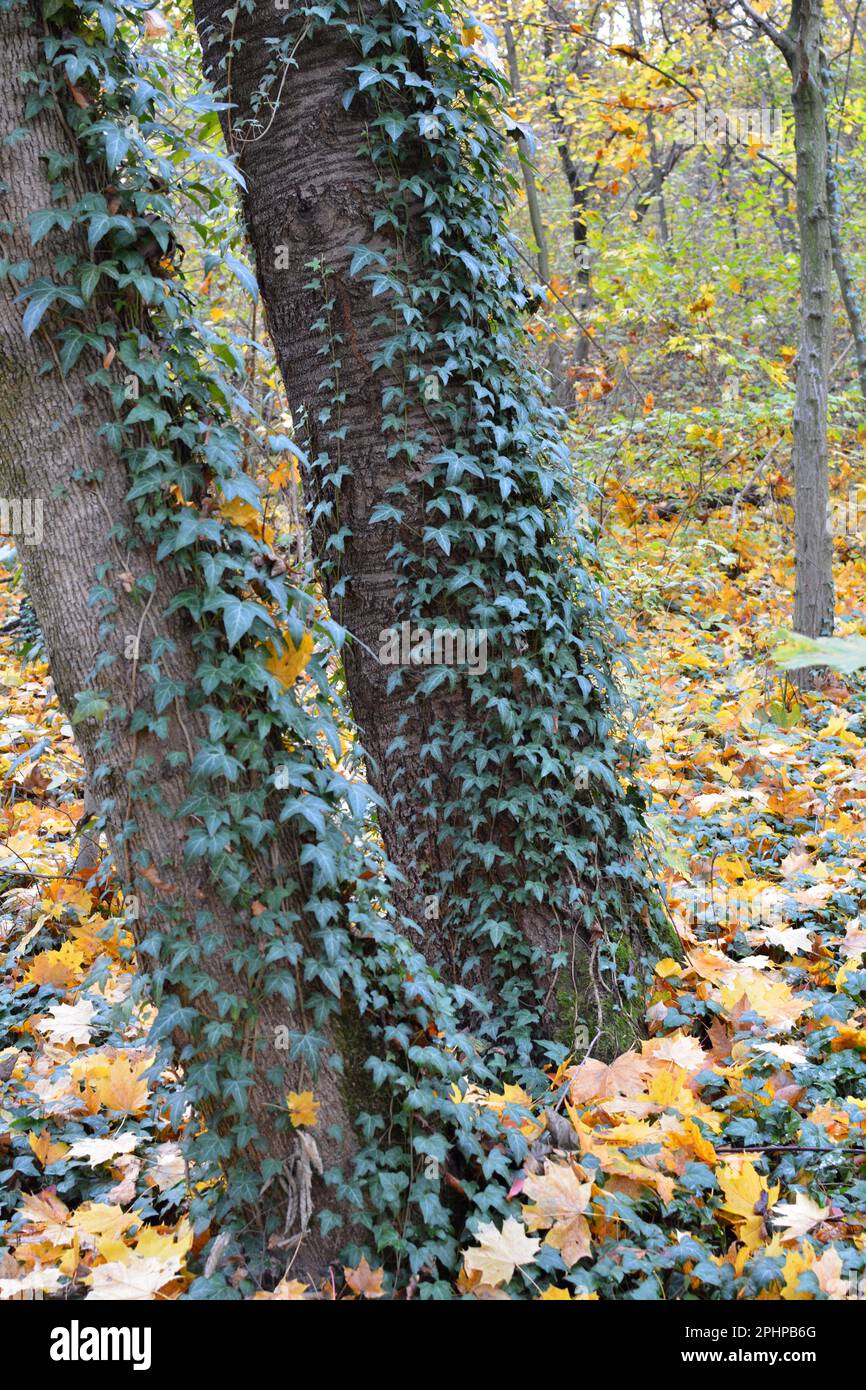 Ivy (Hedera helix) is a wild evergreen climbing plant that stretches ...