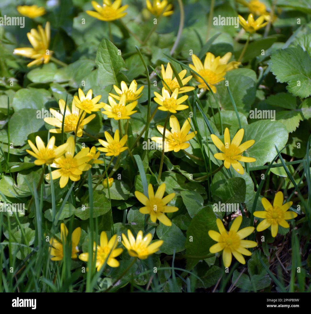 In spring, Ranunculus ficaria blooms in the wild Stock Photo - Alamy